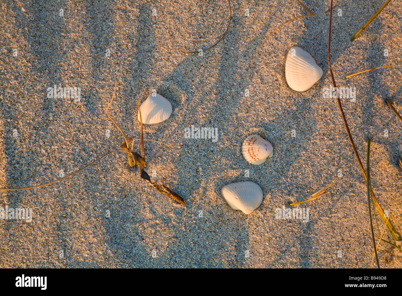 Florida beach shells hi-res stock photography and images - Alamy