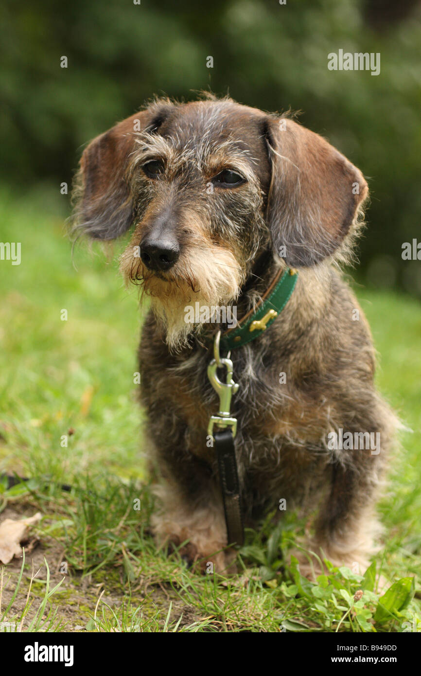 dachshund front shot Stock Photo - Alamy