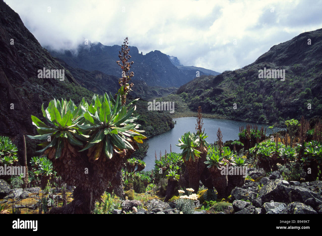 Lake Kitandara, Ruwenzori Mountains, Uganda, Africa Stock Photo - Alamy