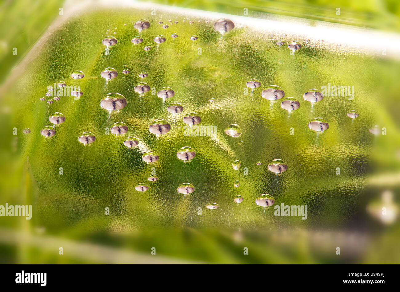 rain water drops on plastic film foil green grass dew sharp sharpness ...