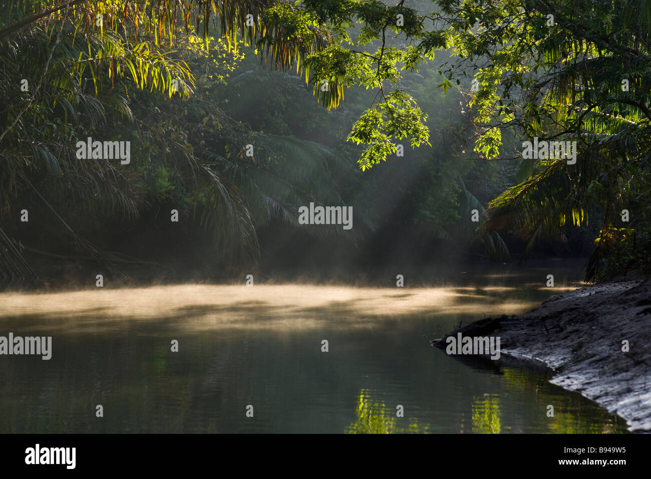 Sunlight shining through morning mist on the Chocuaco river in the ...