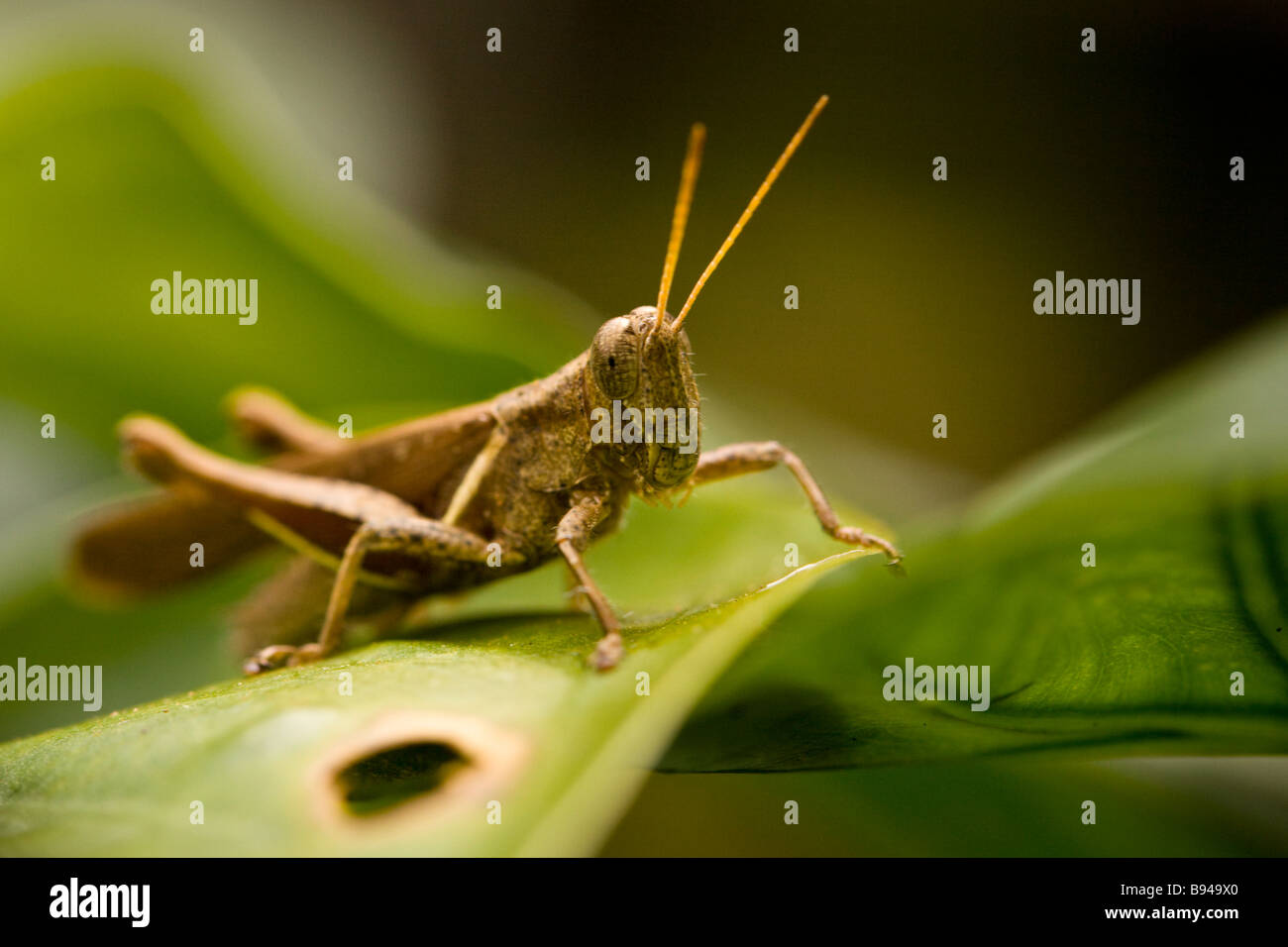 Grasshopper insect in rain forest hi-res stock photography and images ...