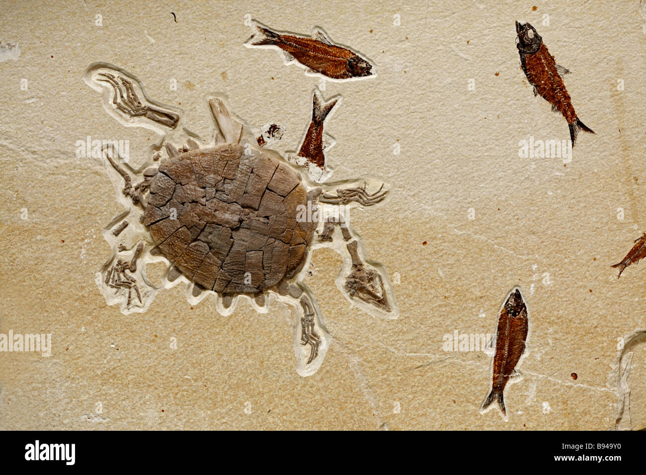 Eocene High Resolution Stock Photography and Images - Alamy