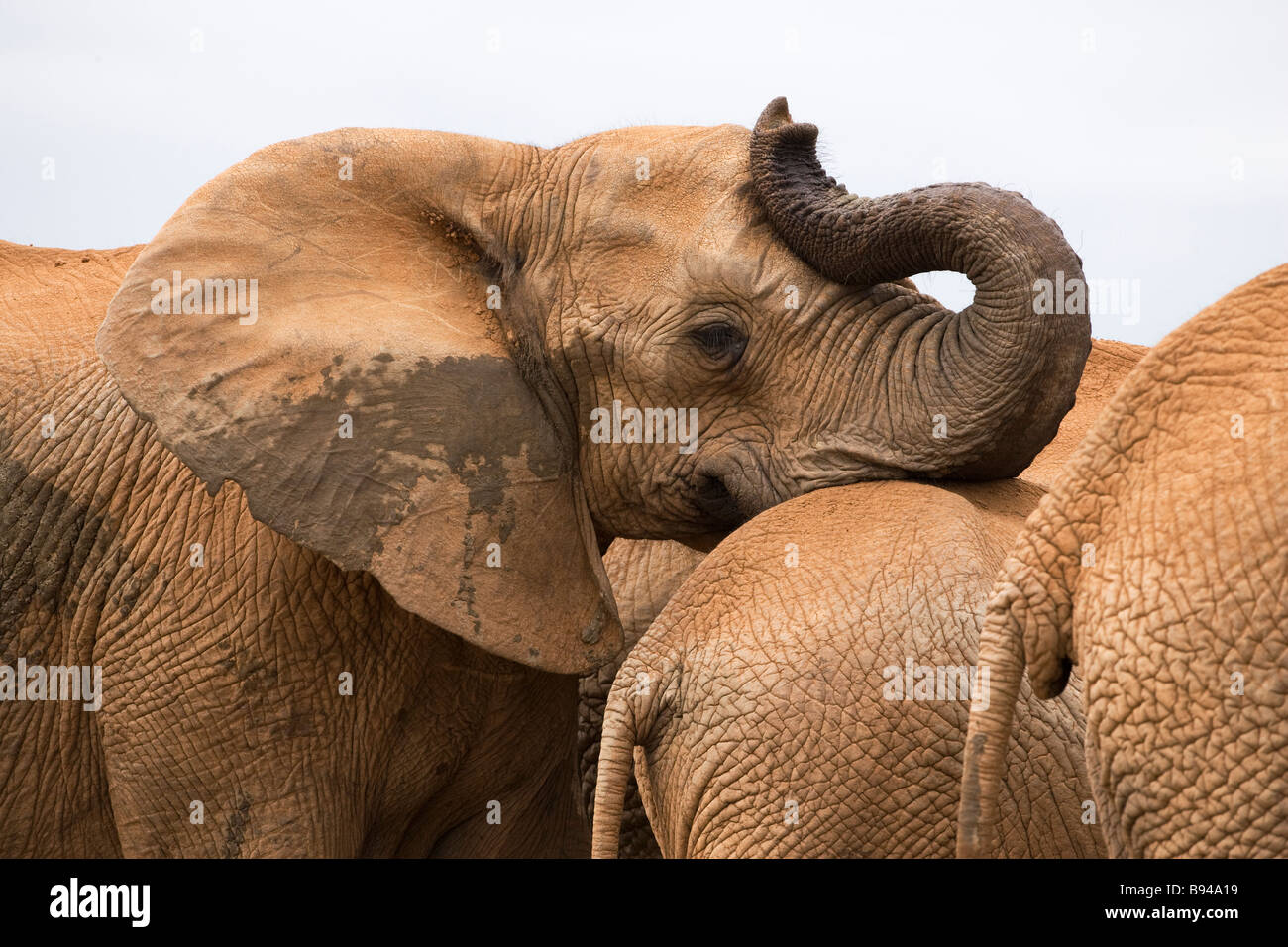 Elephant National Park Eastern Cape South Africa Stock Photo - Alamy