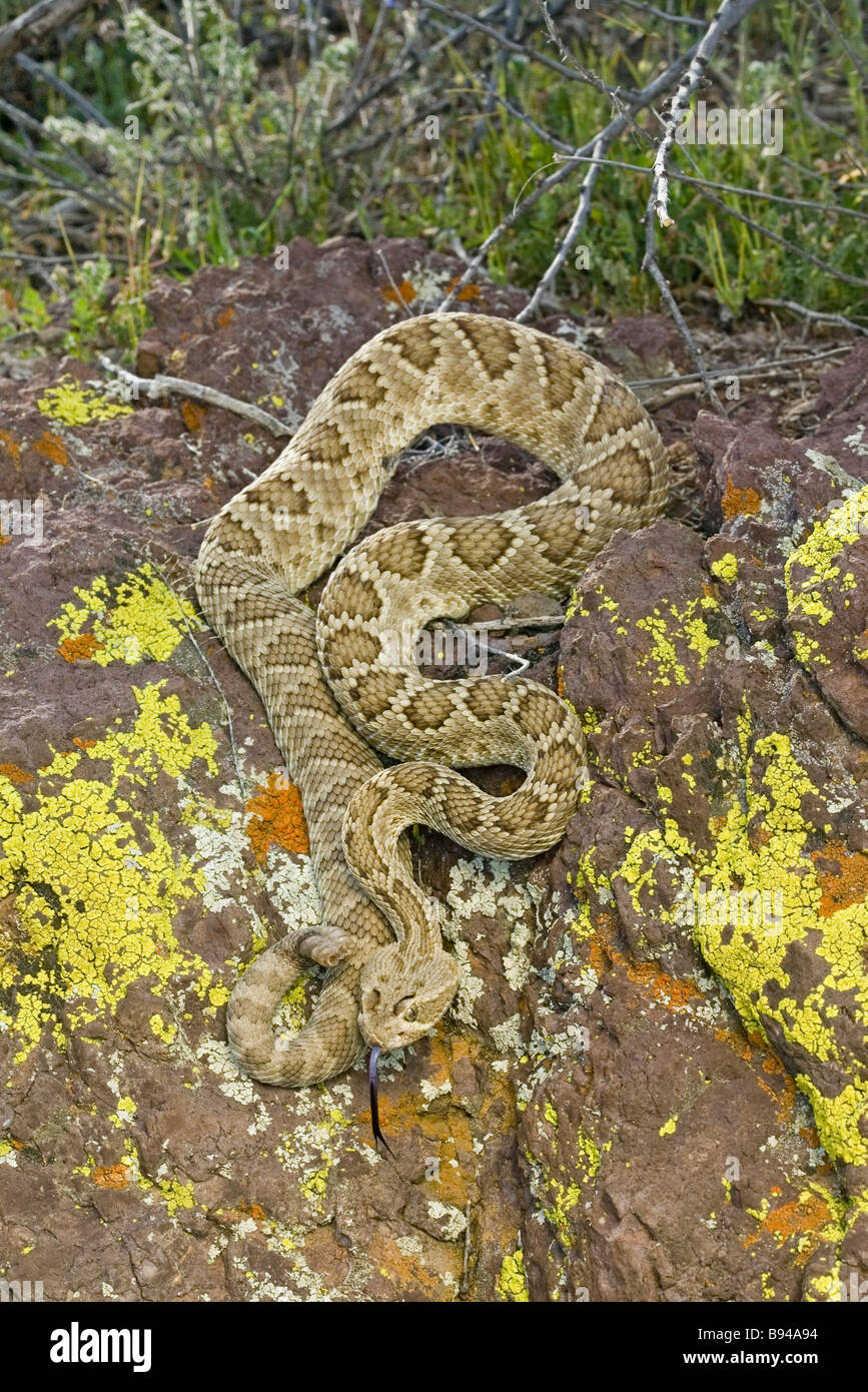 Mohave rattlesnake hi-res stock photography and images - Alamy