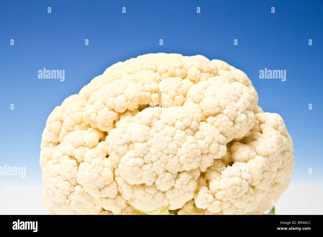 Whole cauliflower on a blue studio background Stock Photo - Alamy