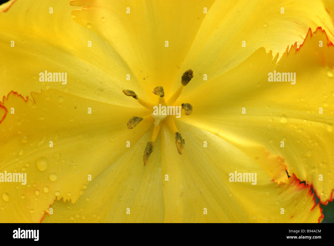 Internal view of a yelow tulip flower Stock Photo - Alamy