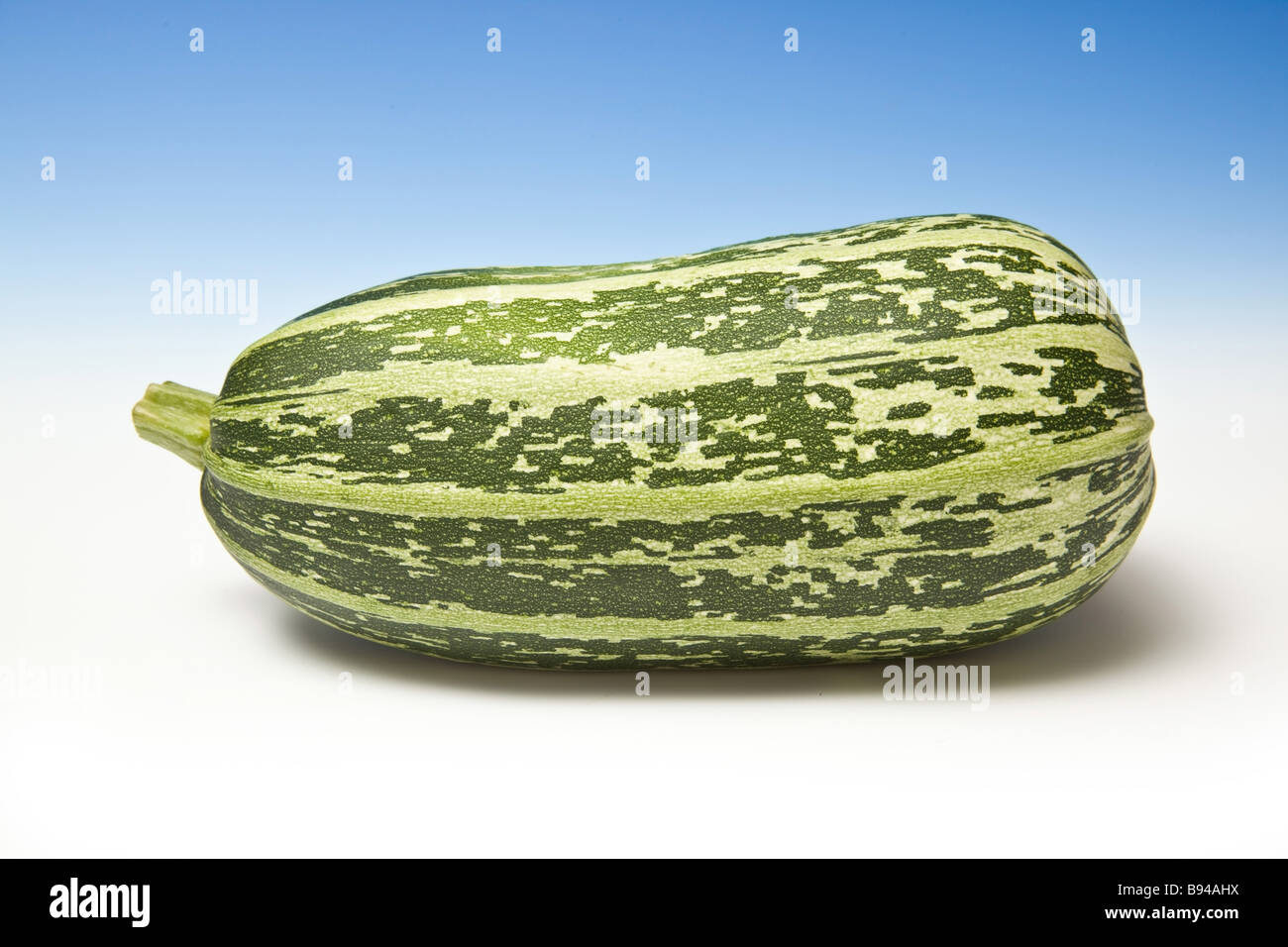 Whole marrow on a graduated blue studio background Stock Photo - Alamy