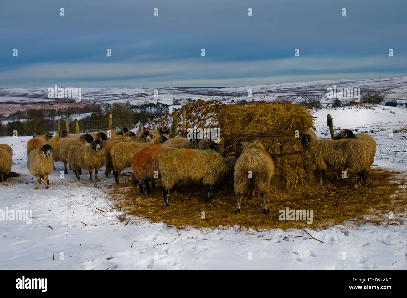Sheep eating hay in a snow landscape near Goathland, North Yorkshire ...
