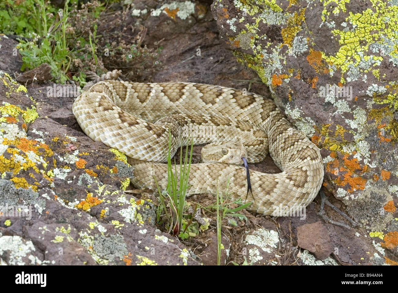 Mohave rattlesnake hi-res stock photography and images - Alamy