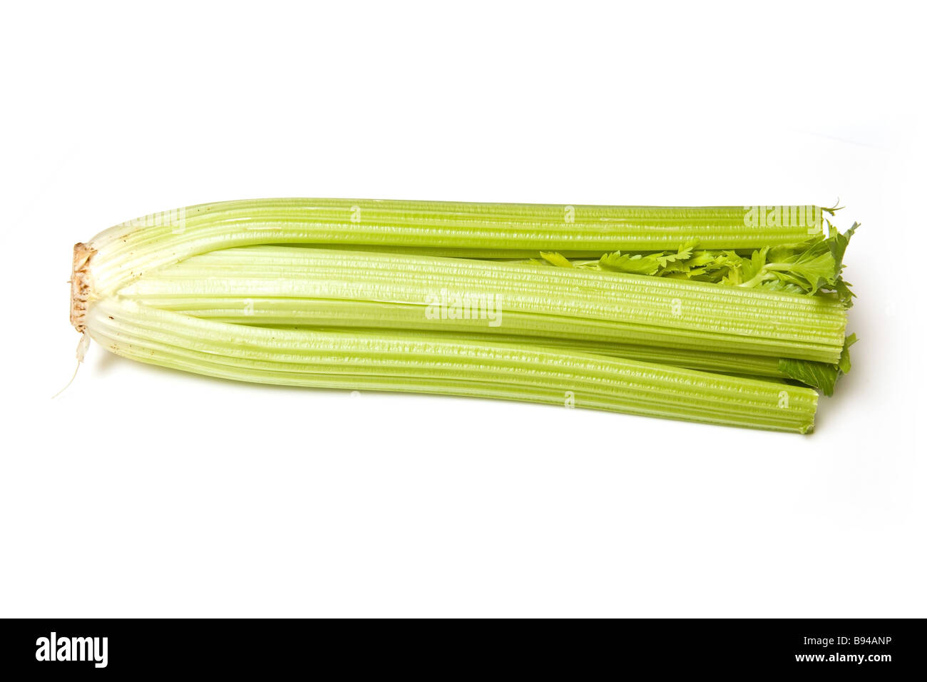 Bunch of celery isolated on a white studio background Stock Photo - Alamy