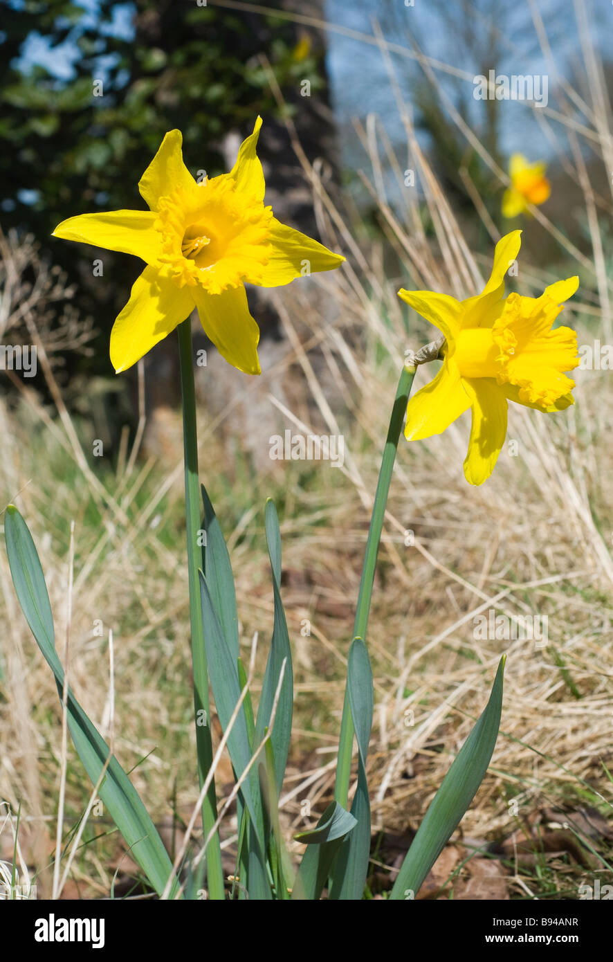Two daffodils hi-res stock photography and images - Alamy