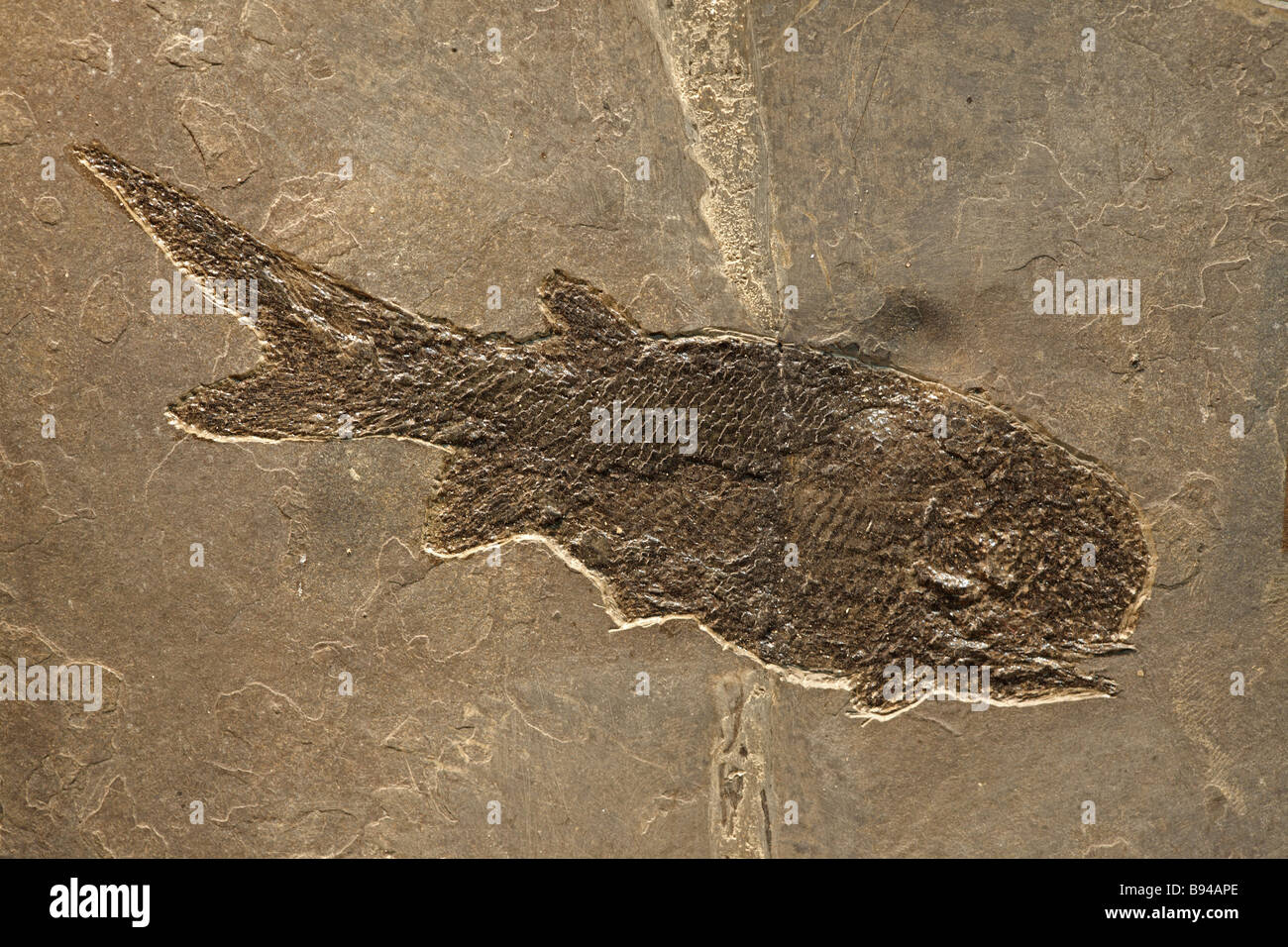 Evolve fish hi-res stock photography and images - Alamy