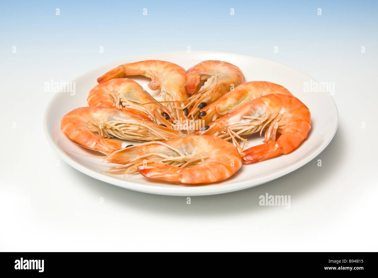 Bowl of Crevettes cooked prawns shrimp on a blue studio background ...