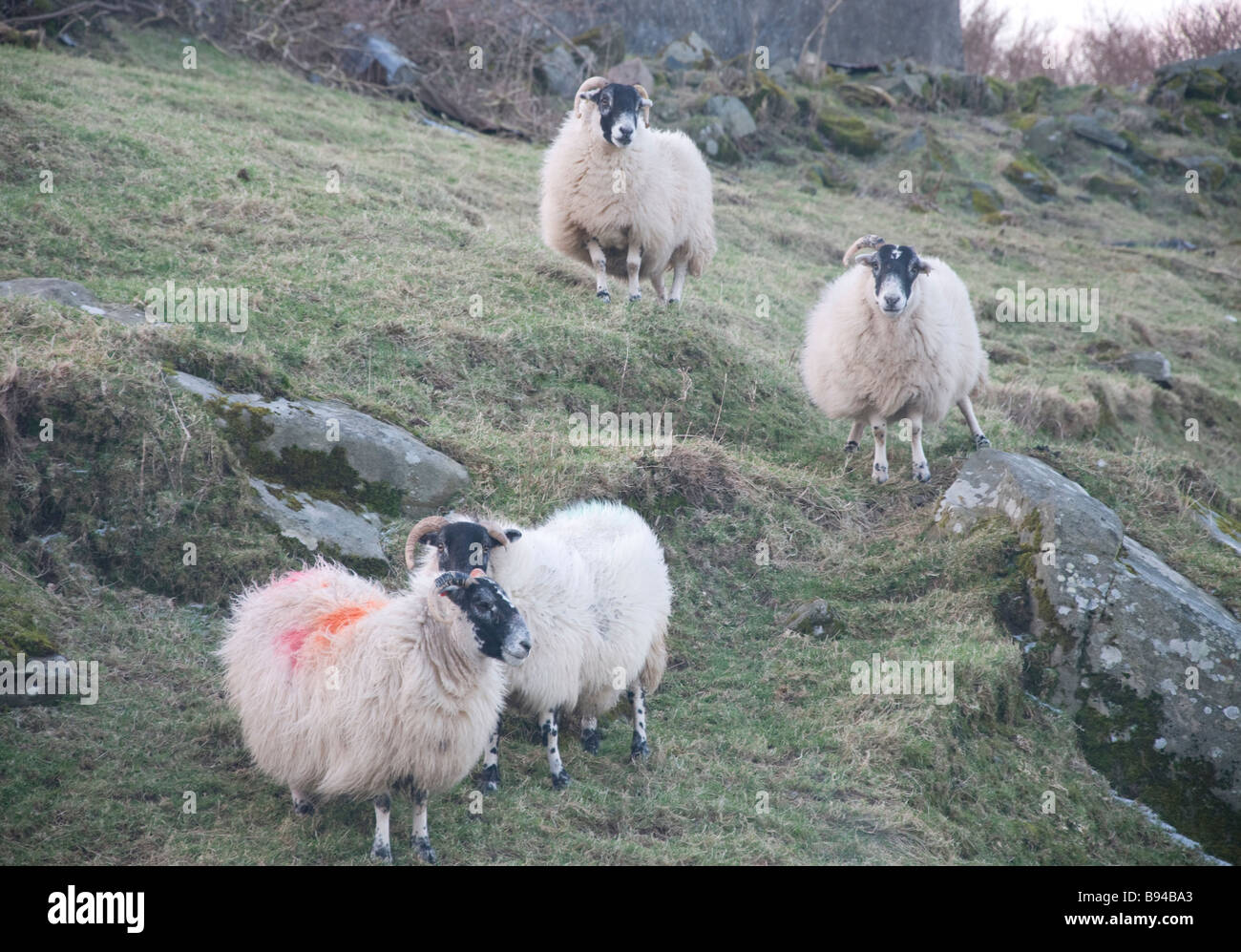 sheep grassing on field Stock Photo - Alamy