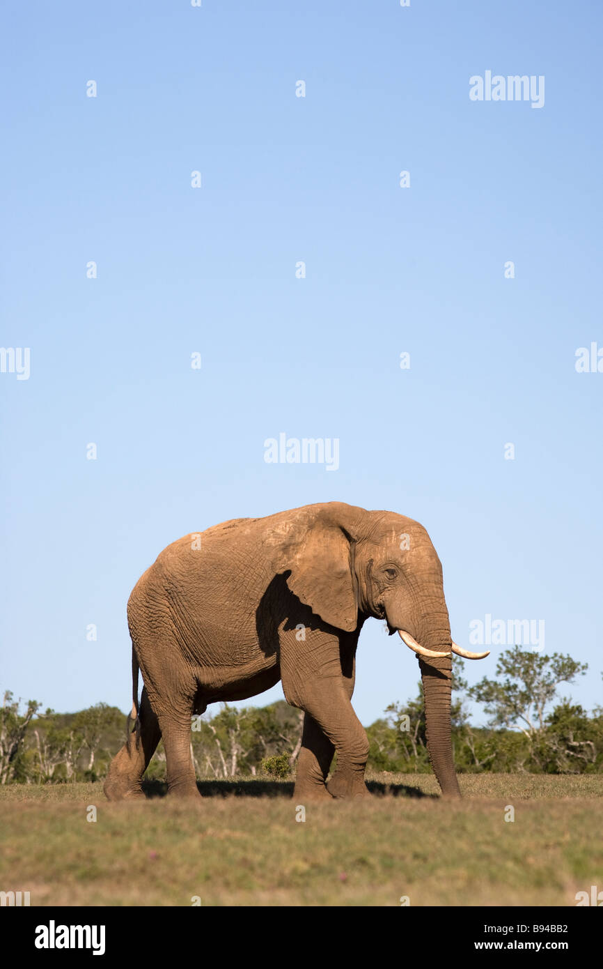 African bull elephant at addo national park hi-res stock photography ...