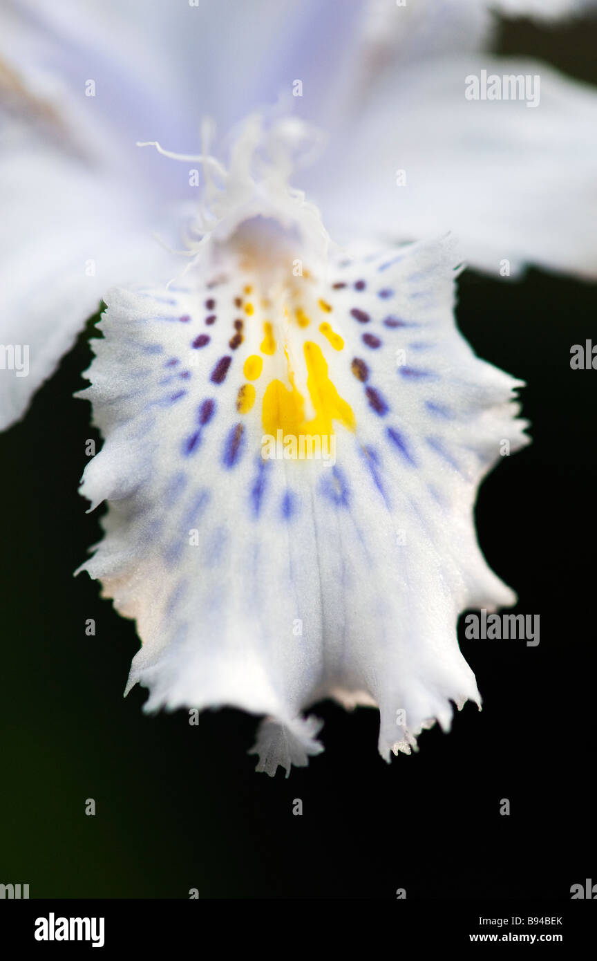 Iris japonica. Japanese Fringed Iris flower Stock Photo - Alamy