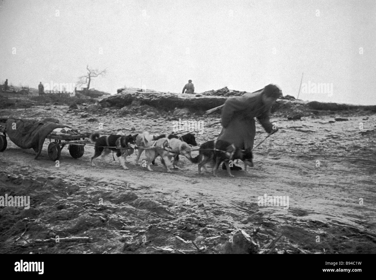 Wounded soldiers evacuated from the battlefield on a dog cart Stock ...