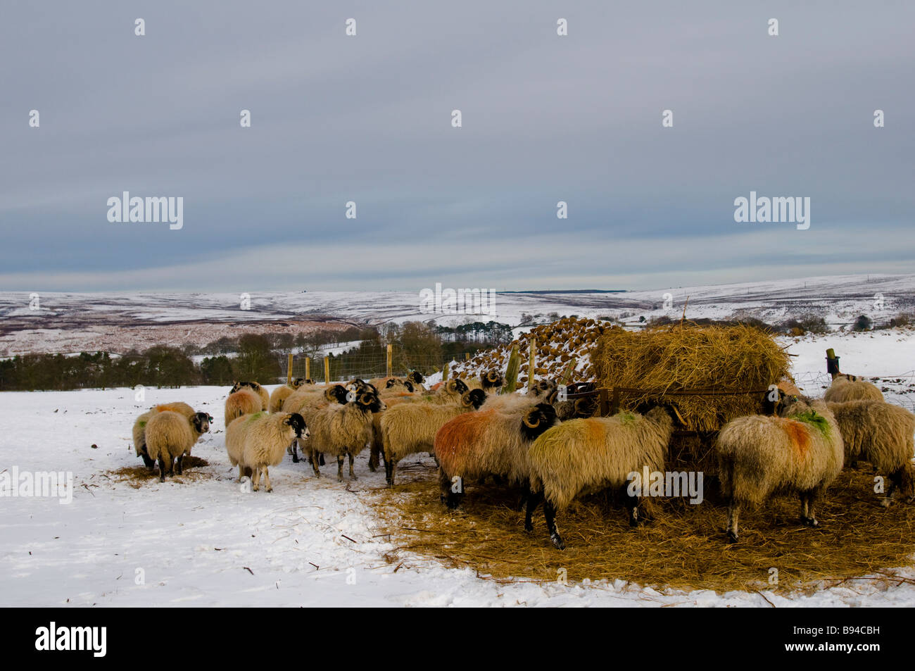 Sheep eating in snowy field hi-res stock photography and images - Alamy