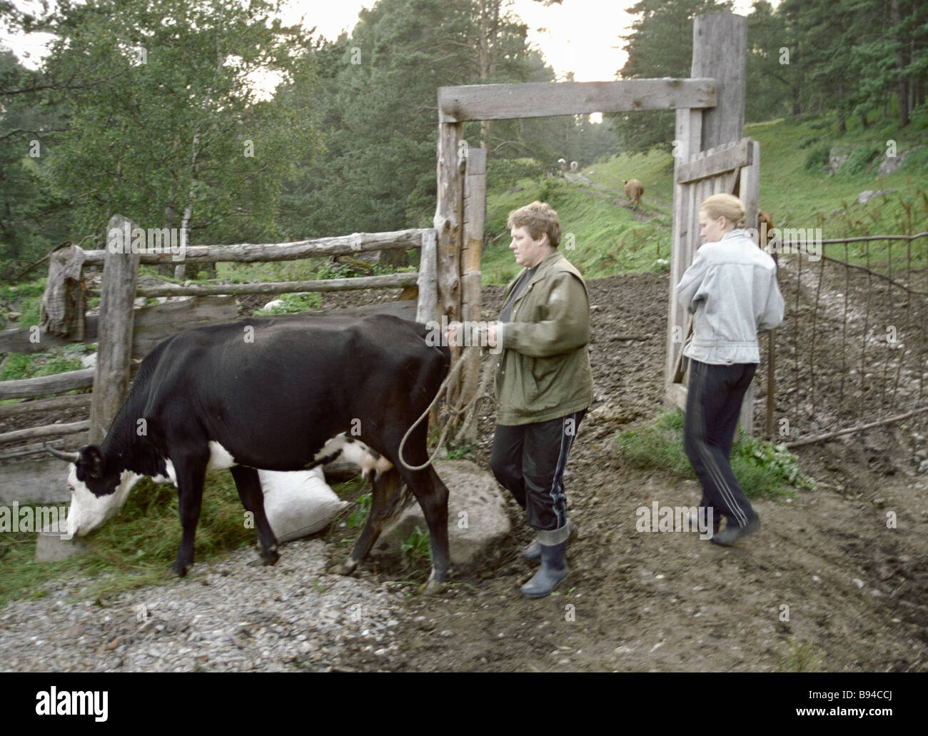 Farmers sending cows to grass Stock Photo - Alamy