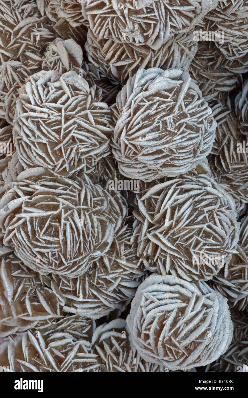 Desert Rose Selenite - Crystalline form of Gypsum - Mexico Stock Photo ...