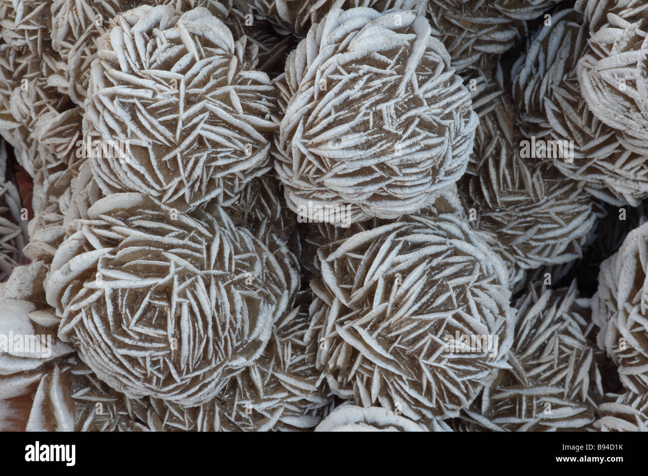Desert Rose Selenite - Crystalline form of Gypsum - Mexico Stock Photo ...