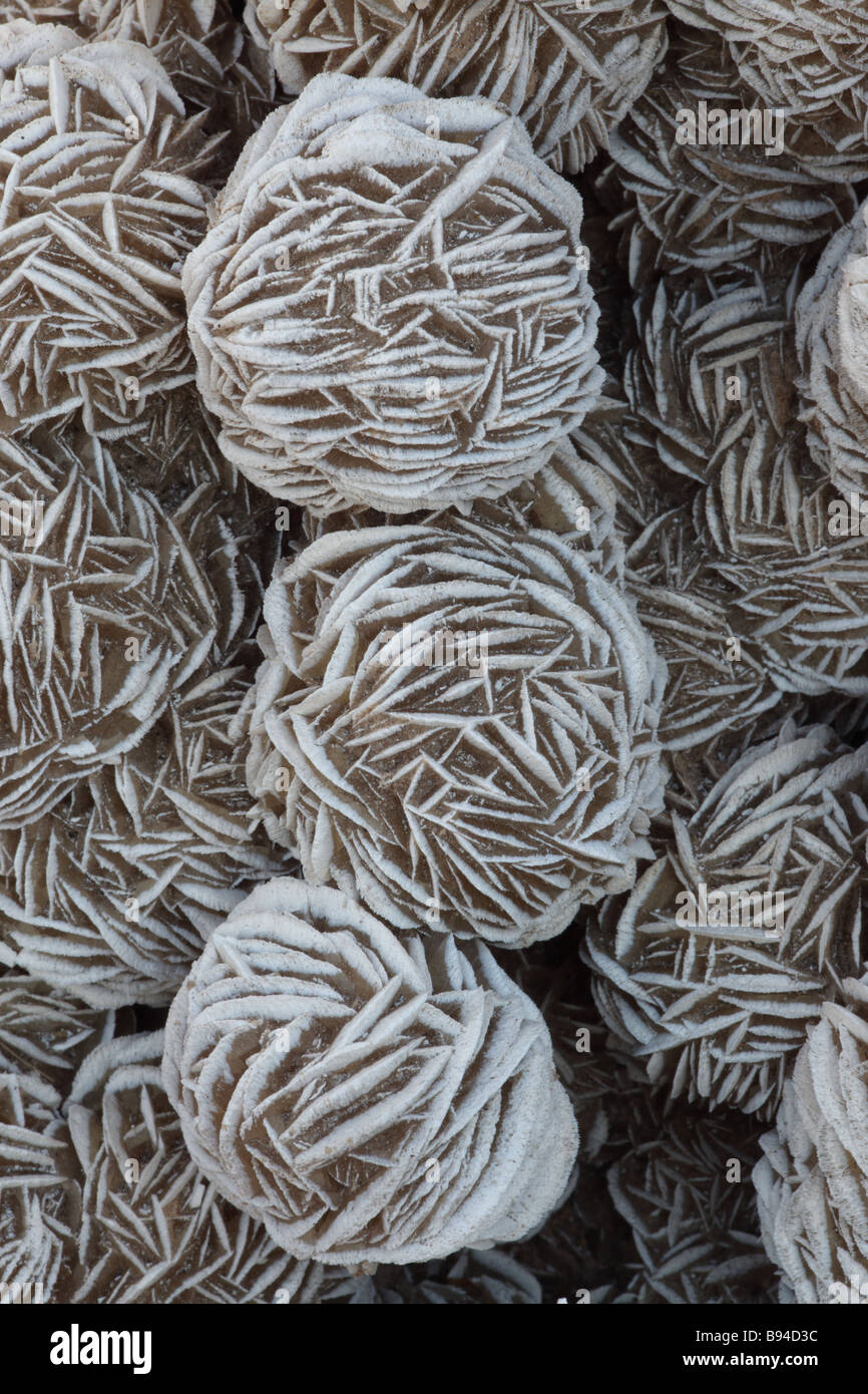 Desert Rose Selenite - Crystalline form of Gypsum - Mexico Stock Photo ...