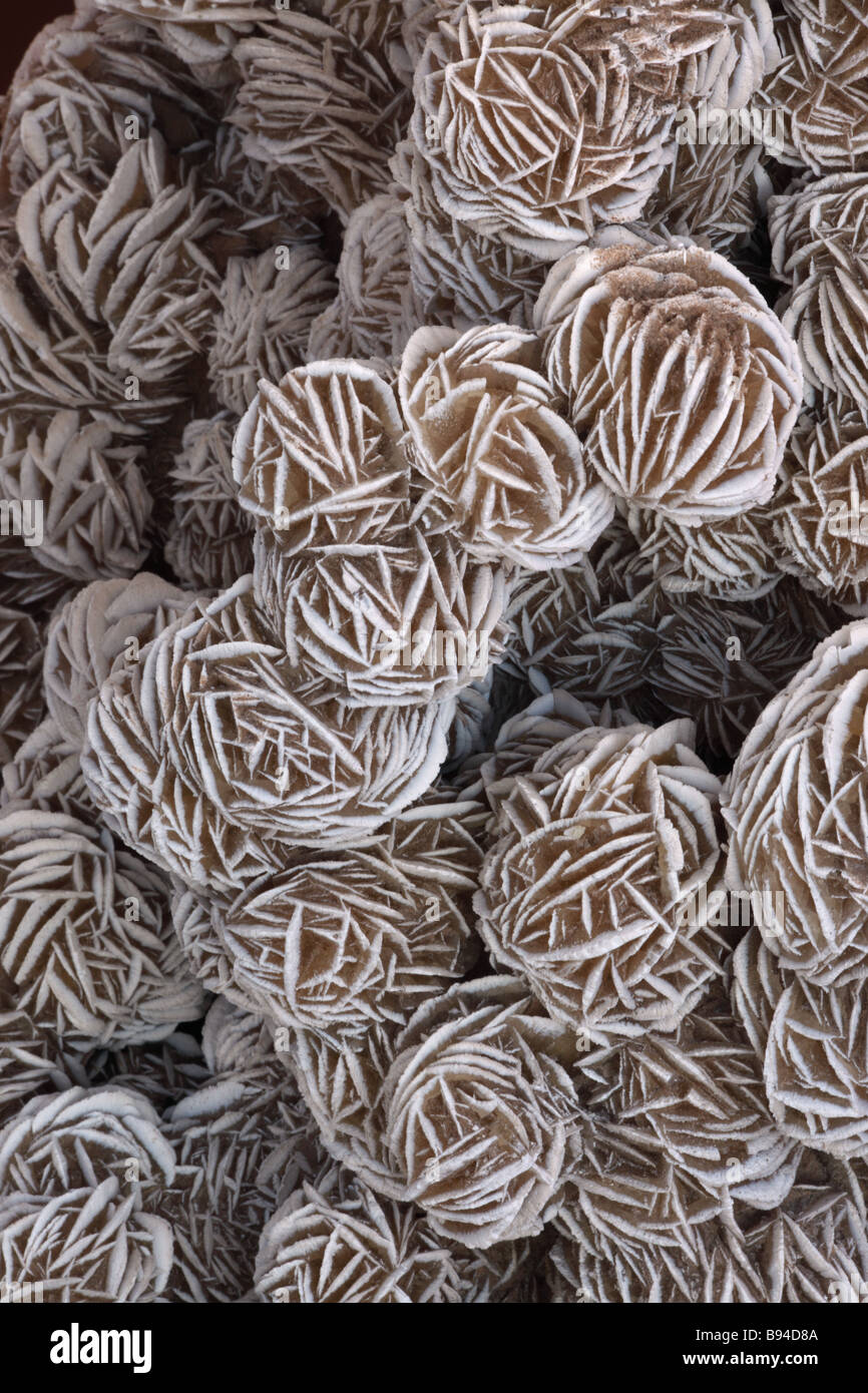 Desert Rose Selenite - Crystalline form of Gypsum - Mexico Stock Photo ...