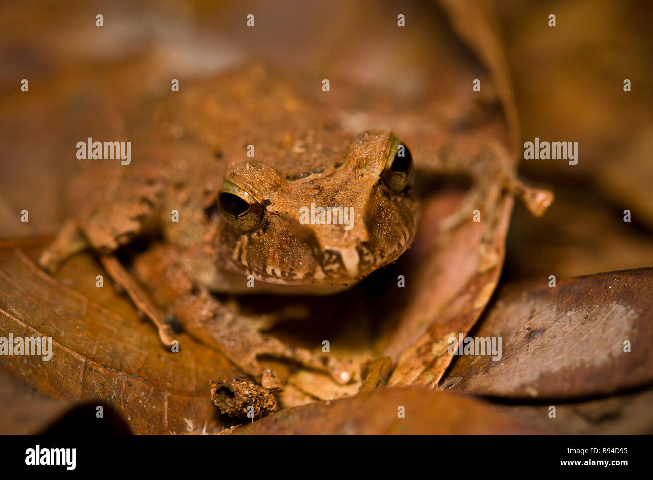 Brown toad in the Osa Peninsula, Puntarenas, Costa Rica Stock Photo - Alamy