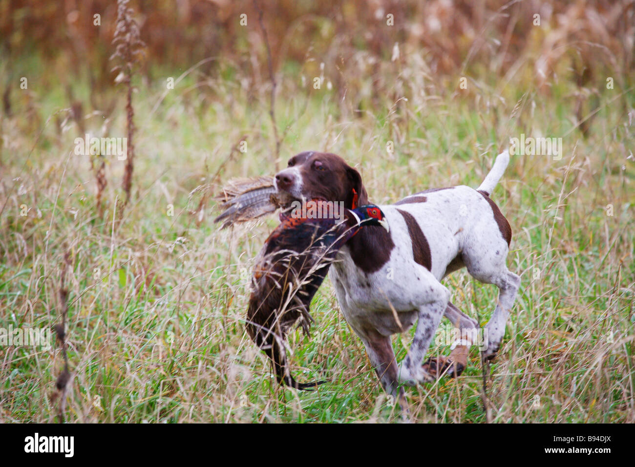Hunting dog pheasant in mouth hi-res stock photography and images - Alamy