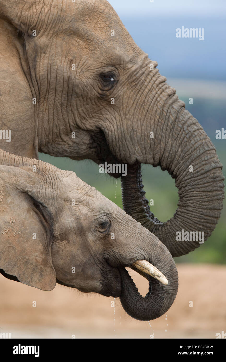 South africa elephant hi-res stock photography and images - Alamy
