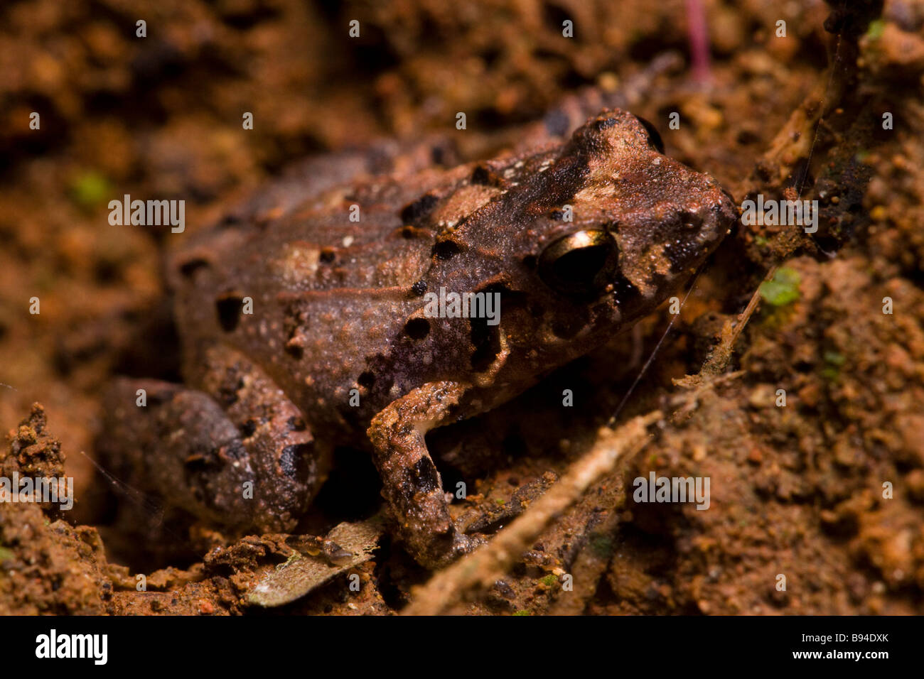 Rain frog hi-res stock photography and images - Alamy