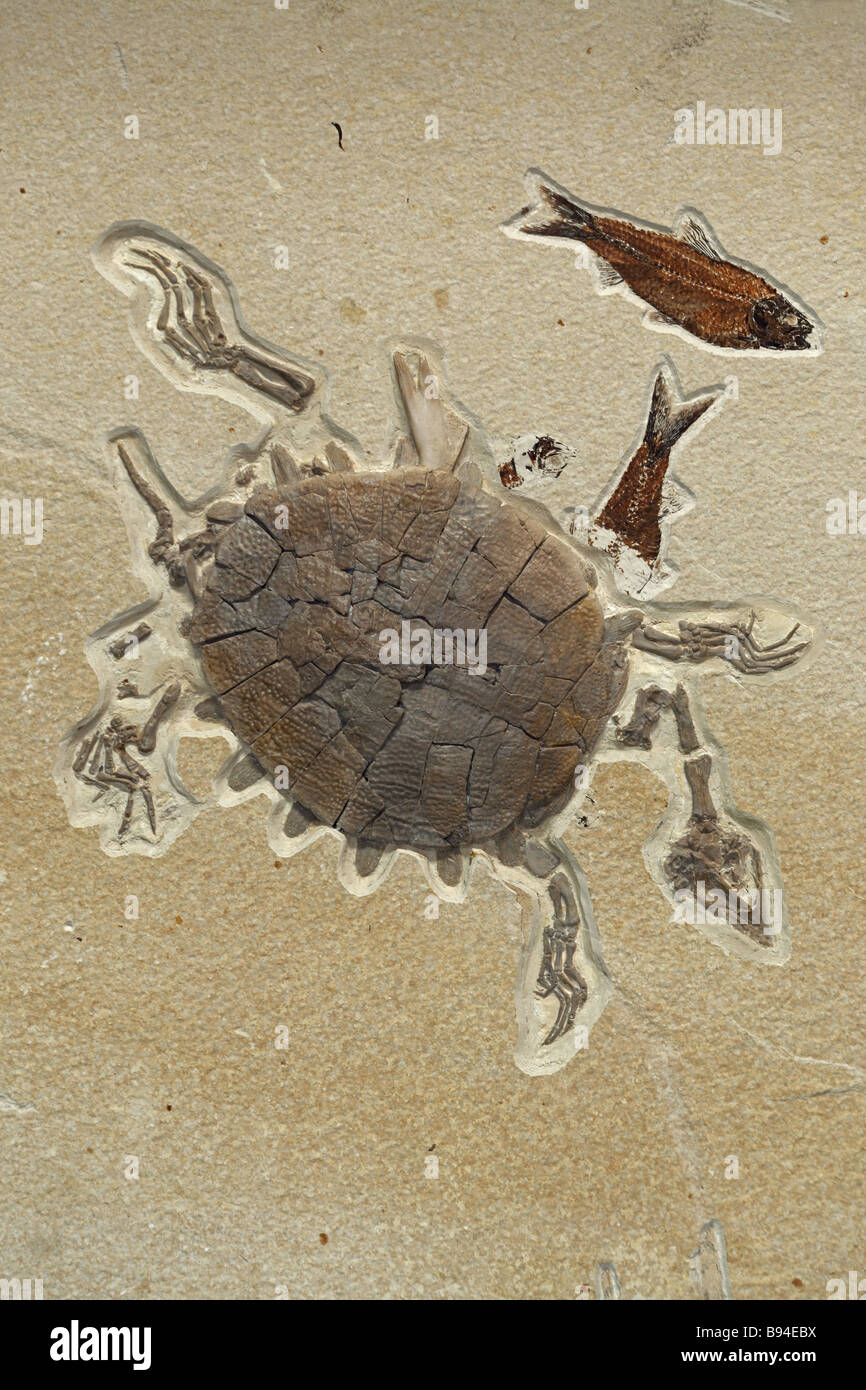 Fossil turtle hi-res stock photography and images - Alamy