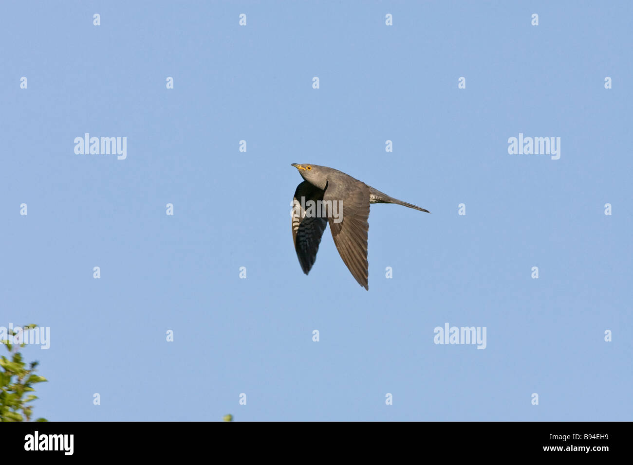 Common Cuckoo Cuculus canorus in flight Stock Photo - Alamy