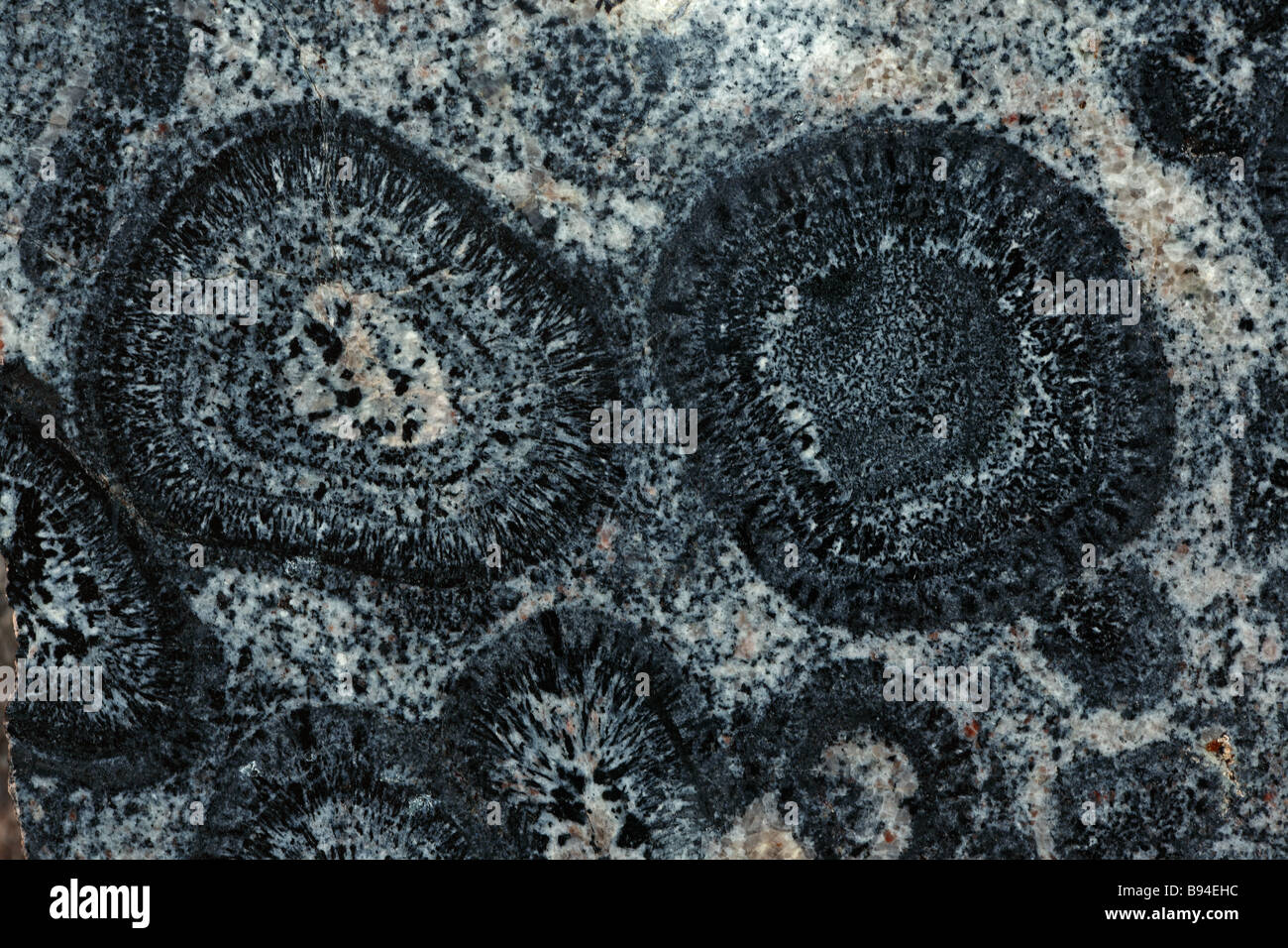 Orbicular Granite - Mt Magnet - Western Australia - Pre-Cambrian Stock ...