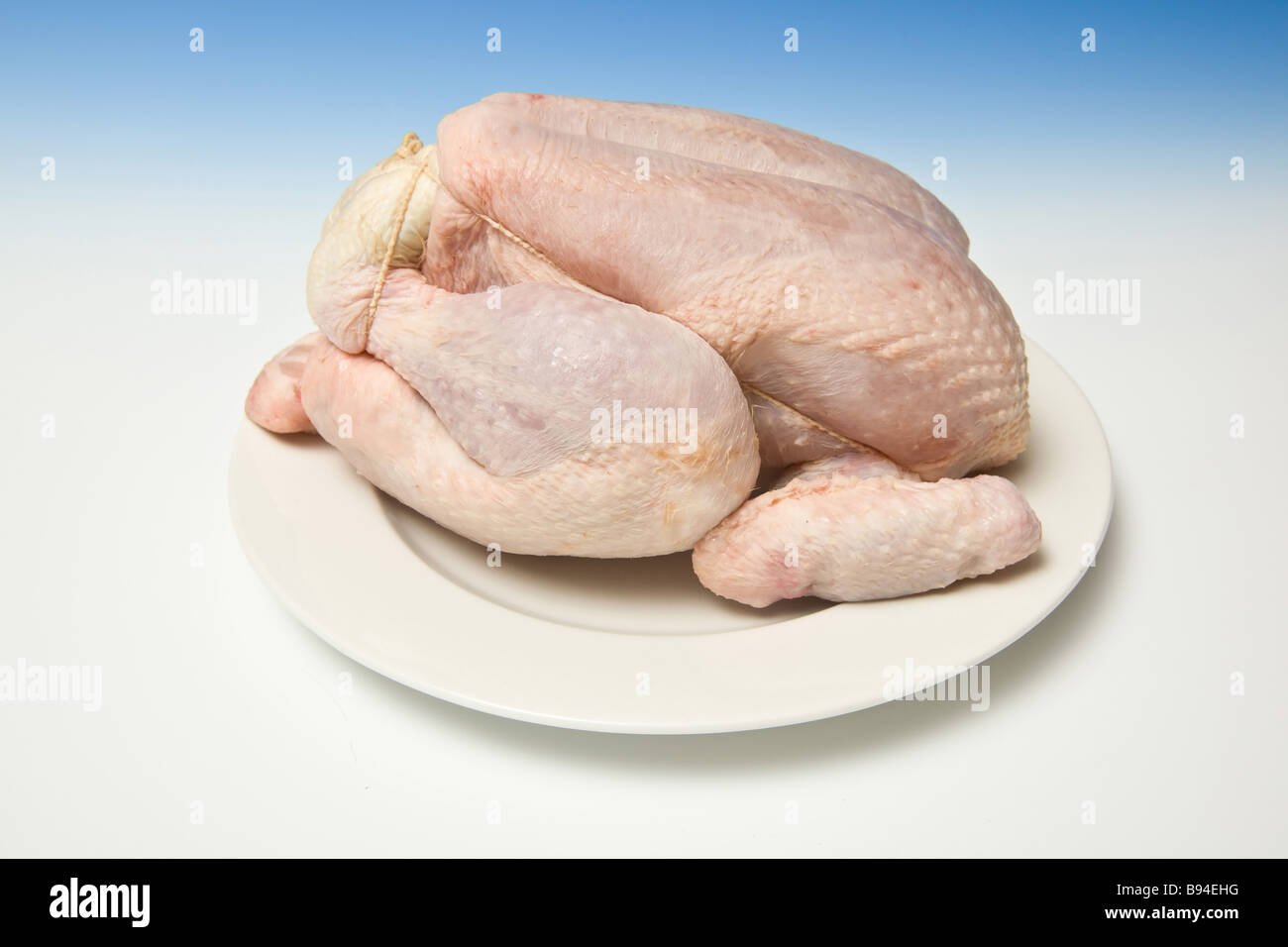 Whole raw chicken with a graduated blue studio background Stock Photo ...