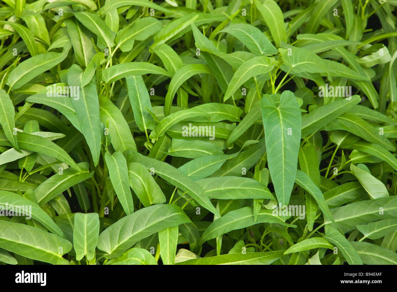 Ong choy Water Spinach growing in greenhouse Stock Photo - Alamy