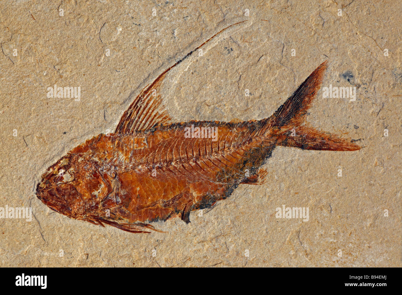 Fossil fish cretaceous hi-res stock photography and images - Alamy
