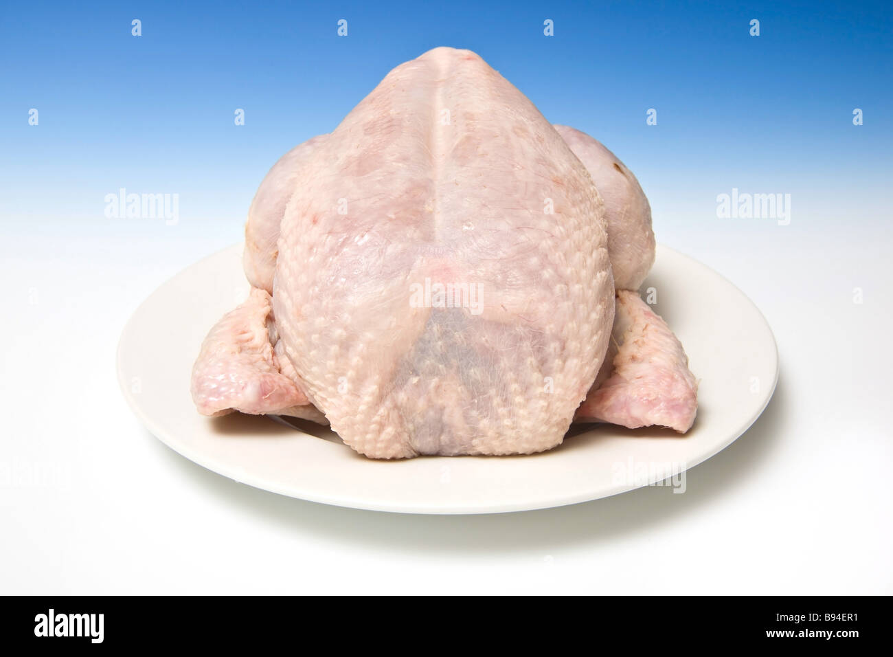 Whole raw chicken with a graduated blue studio background Stock Photo ...