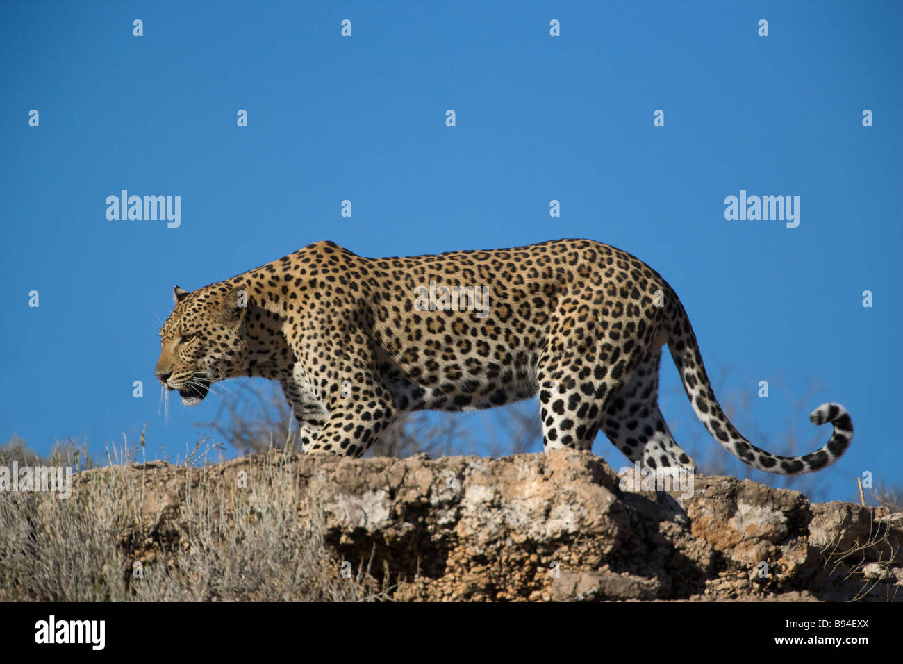Male leopard Panthera pardus Kgalagadi Transfrontier Park Northern Cape ...