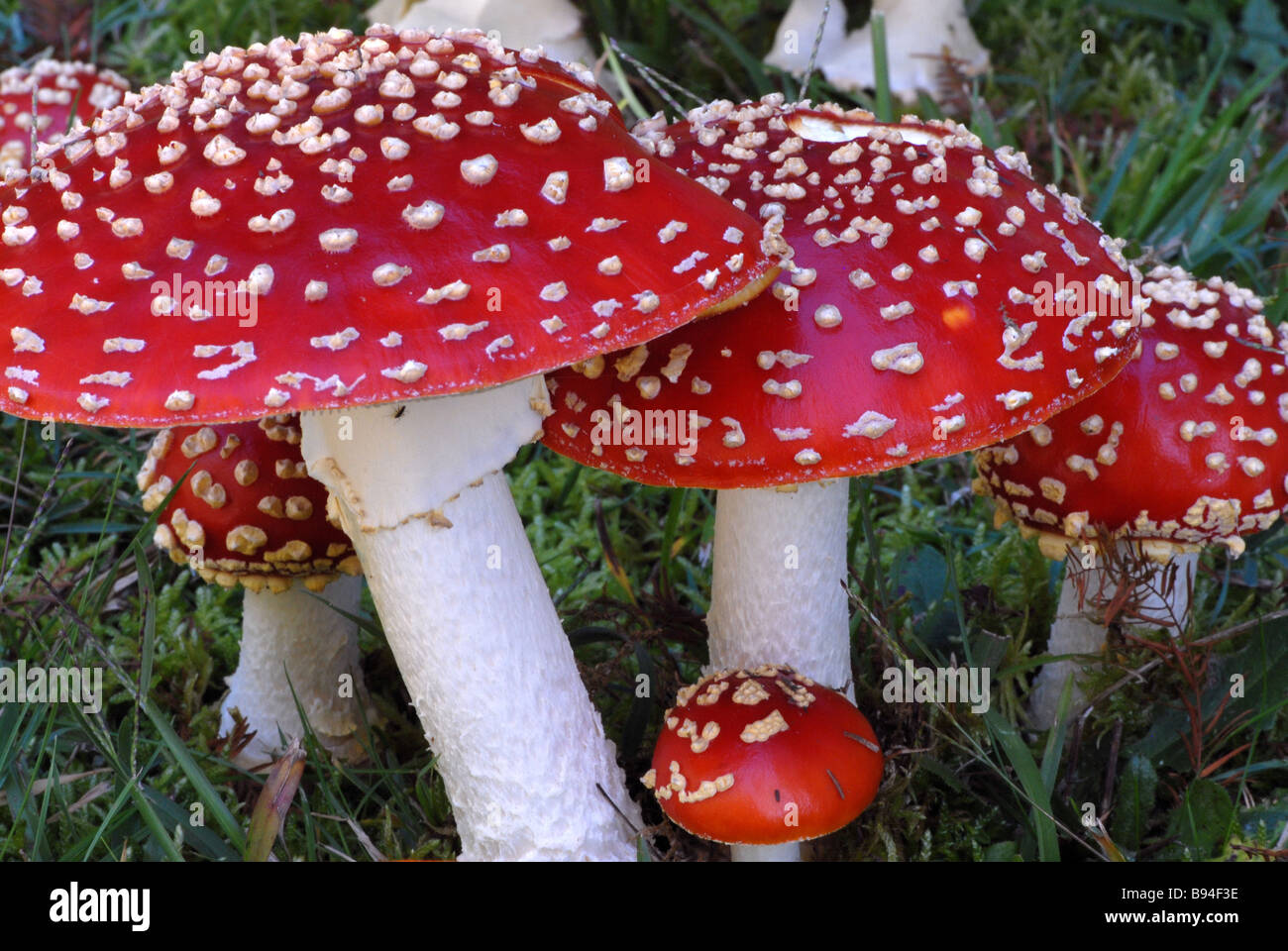 Red Pine Mushroom Stock Photos & Red Pine Mushroom Stock Images - Alamy