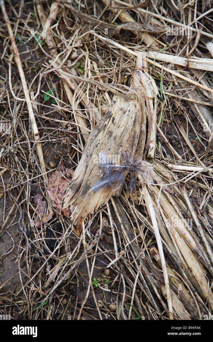 QUAIL FEATHERS ON FALLEN CORN STALK Stock Photo - Alamy