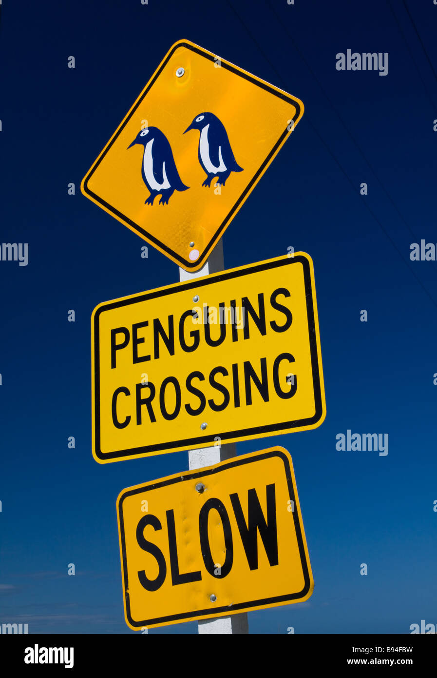Penguin Crossing High Resolution Stock Photography and Images - Alamy