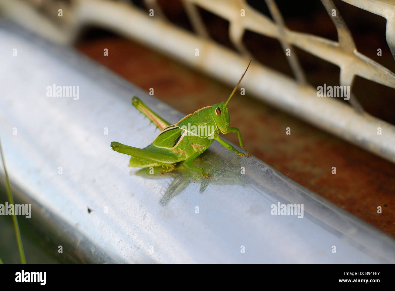 Green cricket in a window Stock Photo - Alamy