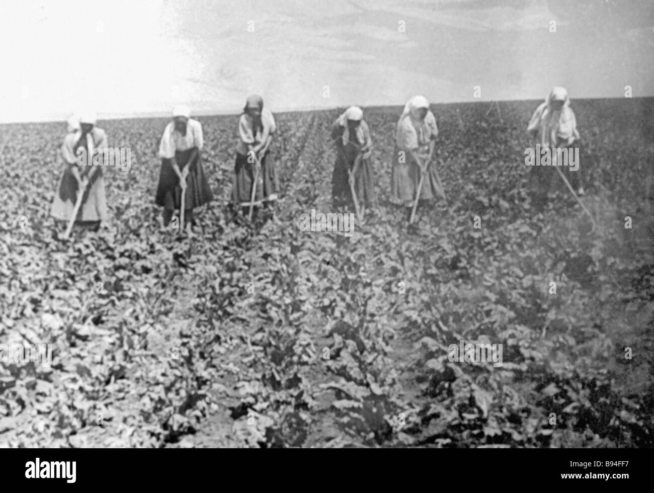 The first collective farm workers in Ukraine working in the field in ...