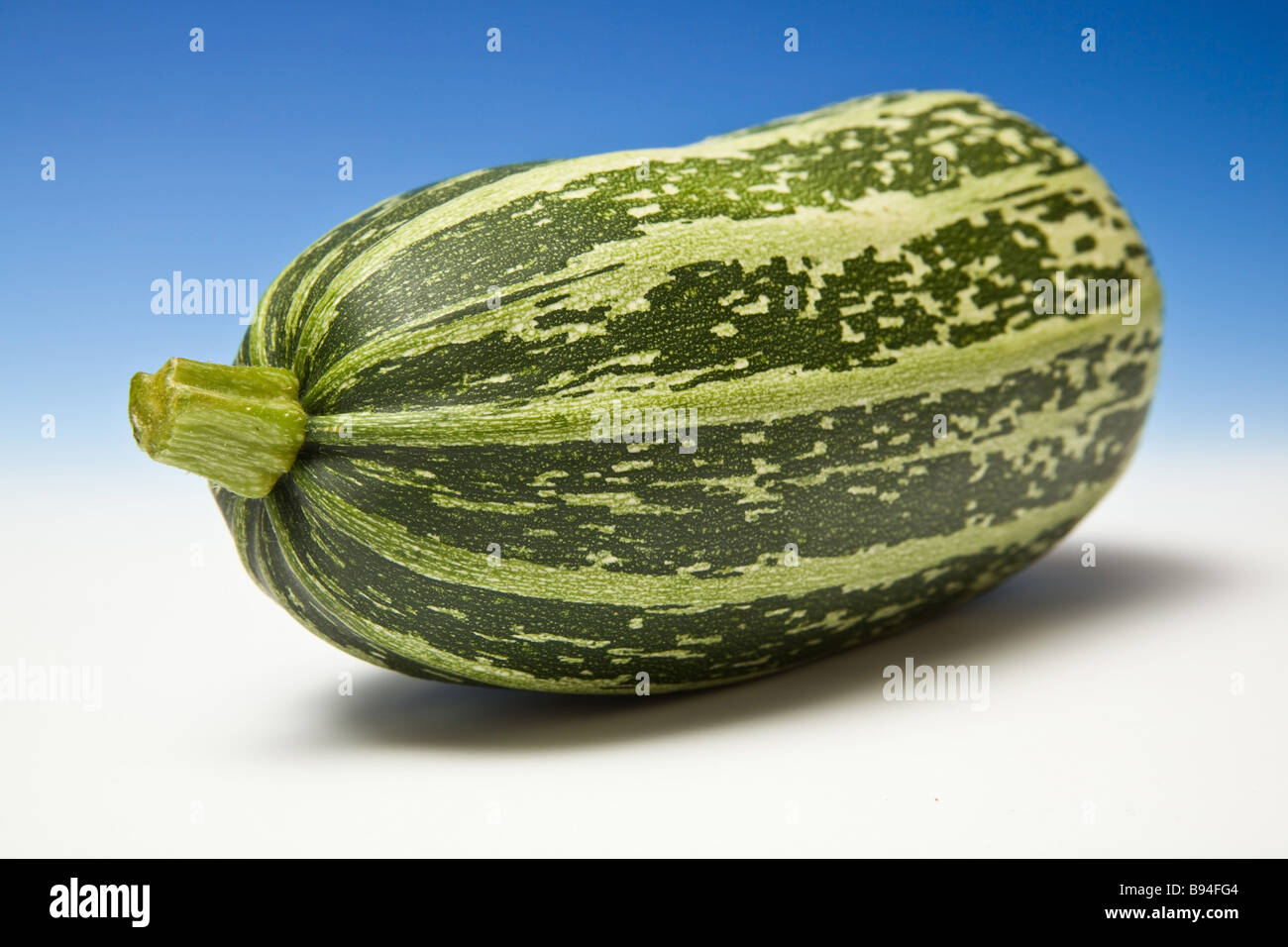Whole marrow on a graduated blue studio background Stock Photo - Alamy