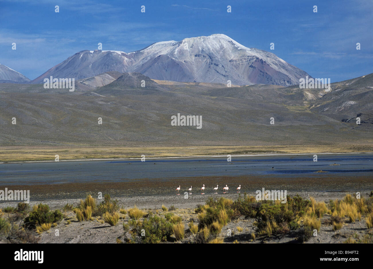 Andean flamingo habitat hi-res stock photography and images - Alamy