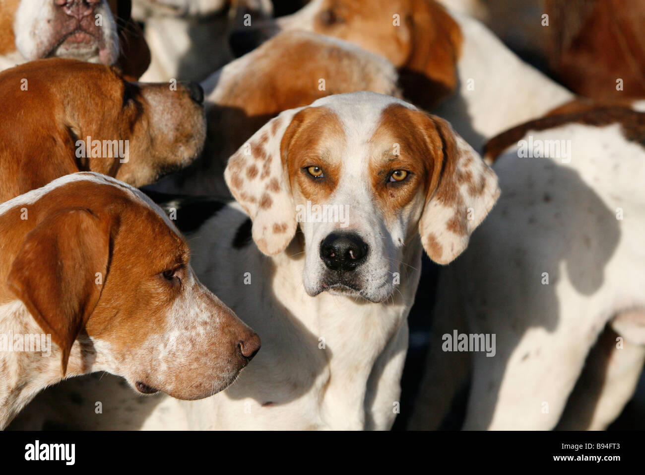 Hunting dogs fox hounds hi-res stock photography and images - Alamy