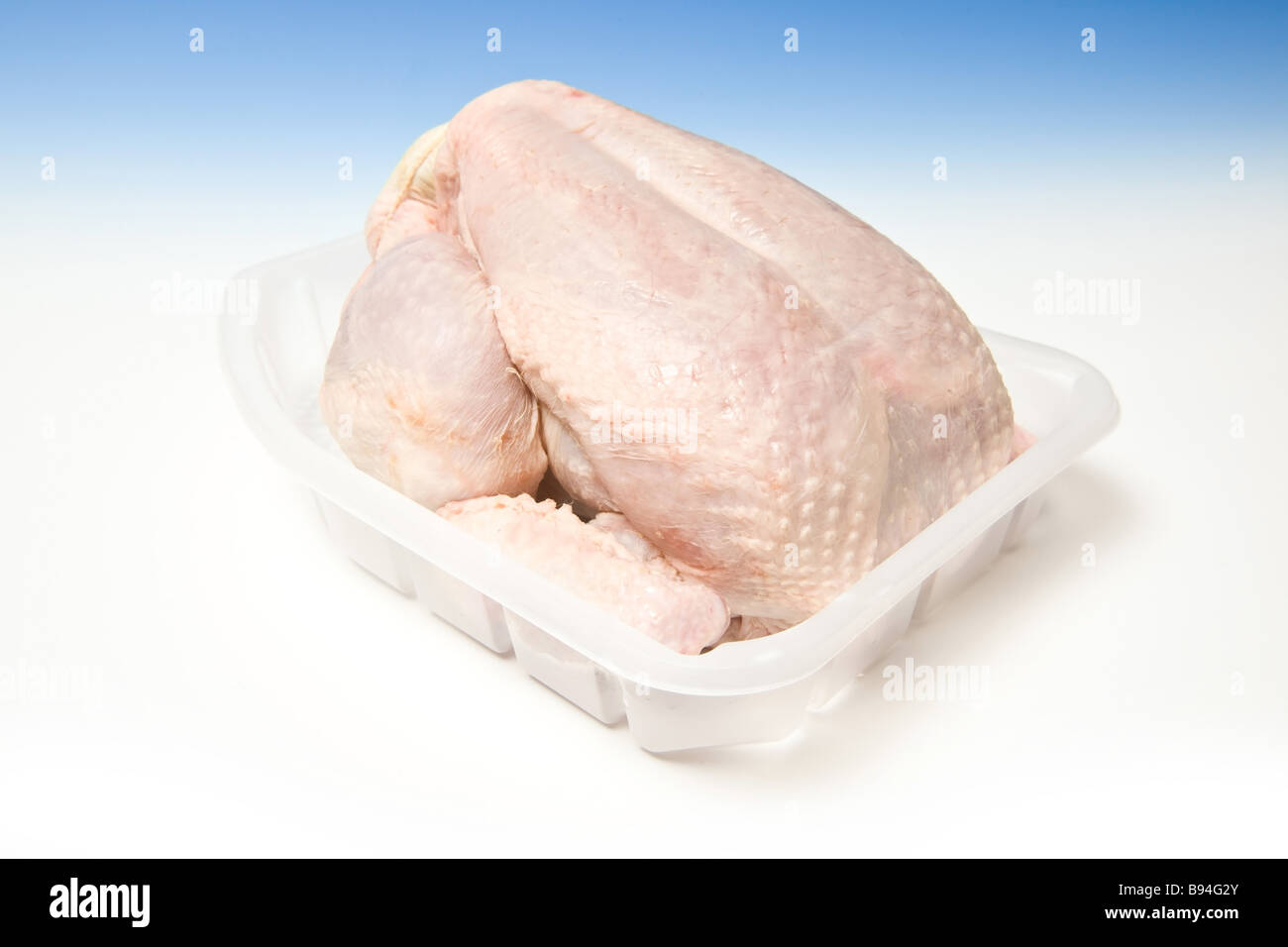 Whole raw chicken with a graduated blue studio background Stock Photo ...
