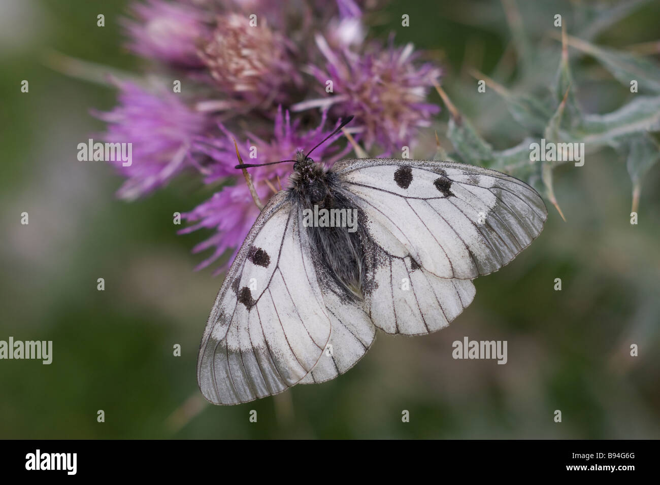 Clouded Apollo Parnassius mnemosyne Stock Photo - Alamy
